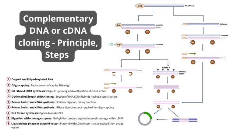 Molecular biology - Biology Notes Online