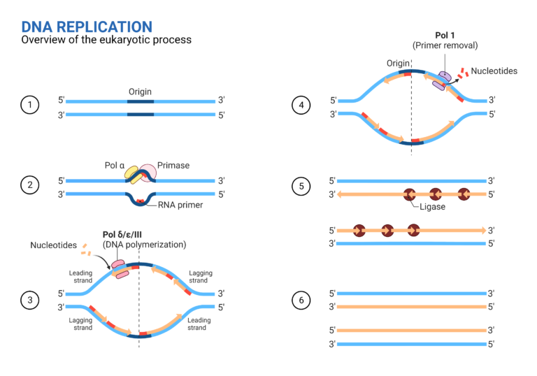 What Is DNA Replication? - Steps, Enzymes, Mechanism, Applications ...