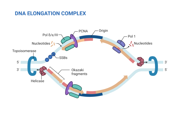 Eukaryotic DNA Replication - Definition, Steps, Singnification ...