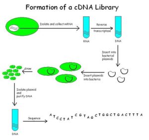 cDNA library - Definition, Principle, Construction, Uses - Biology ...