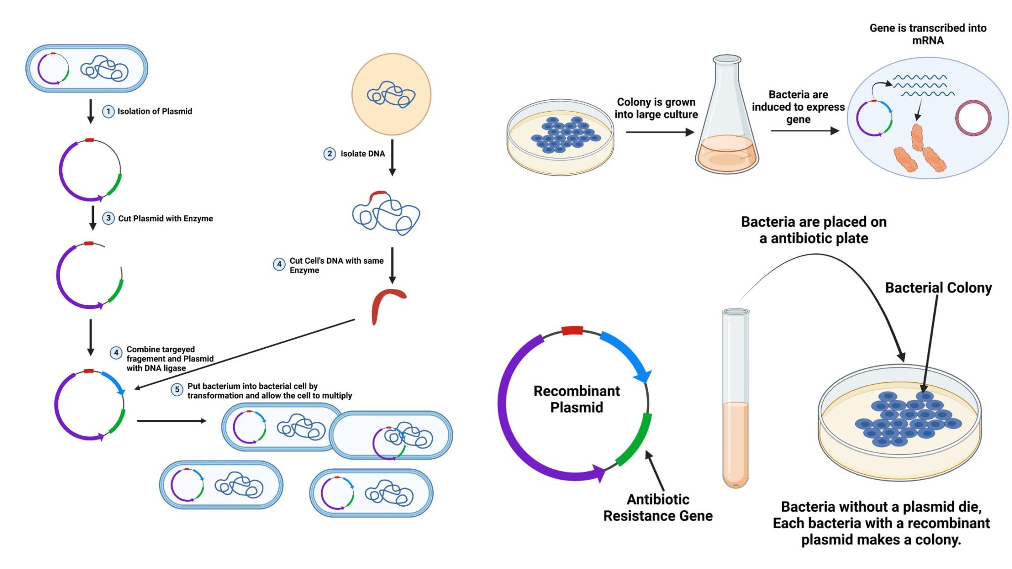 Primer - Definition, Primer Design, Types, Online Tools, Uses - Biology ...