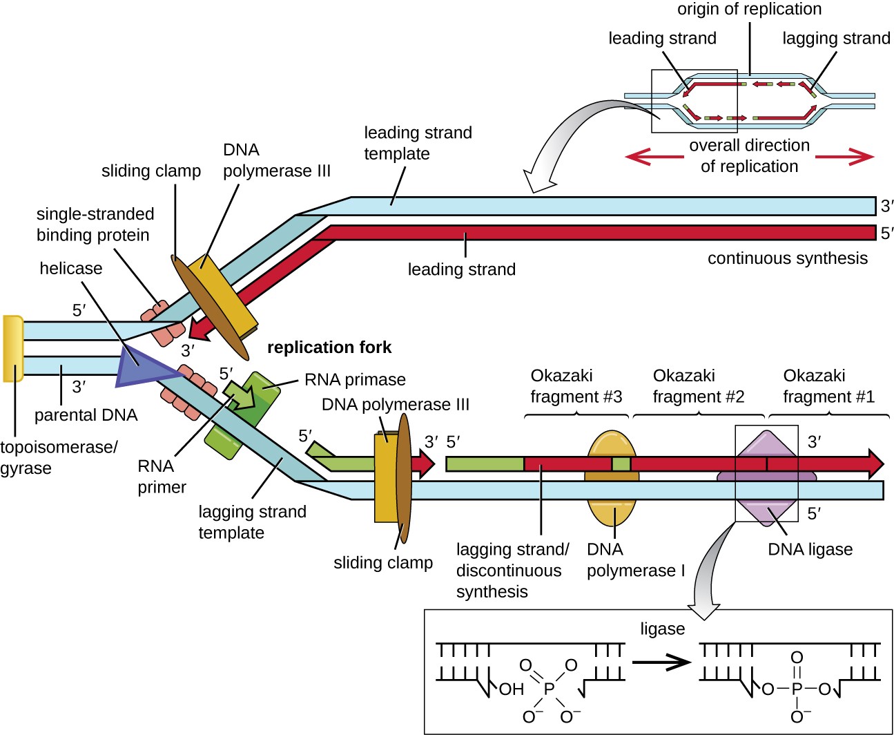 What is DNA Replication? - Steps, Enzymes, Mechanism, Applications ...