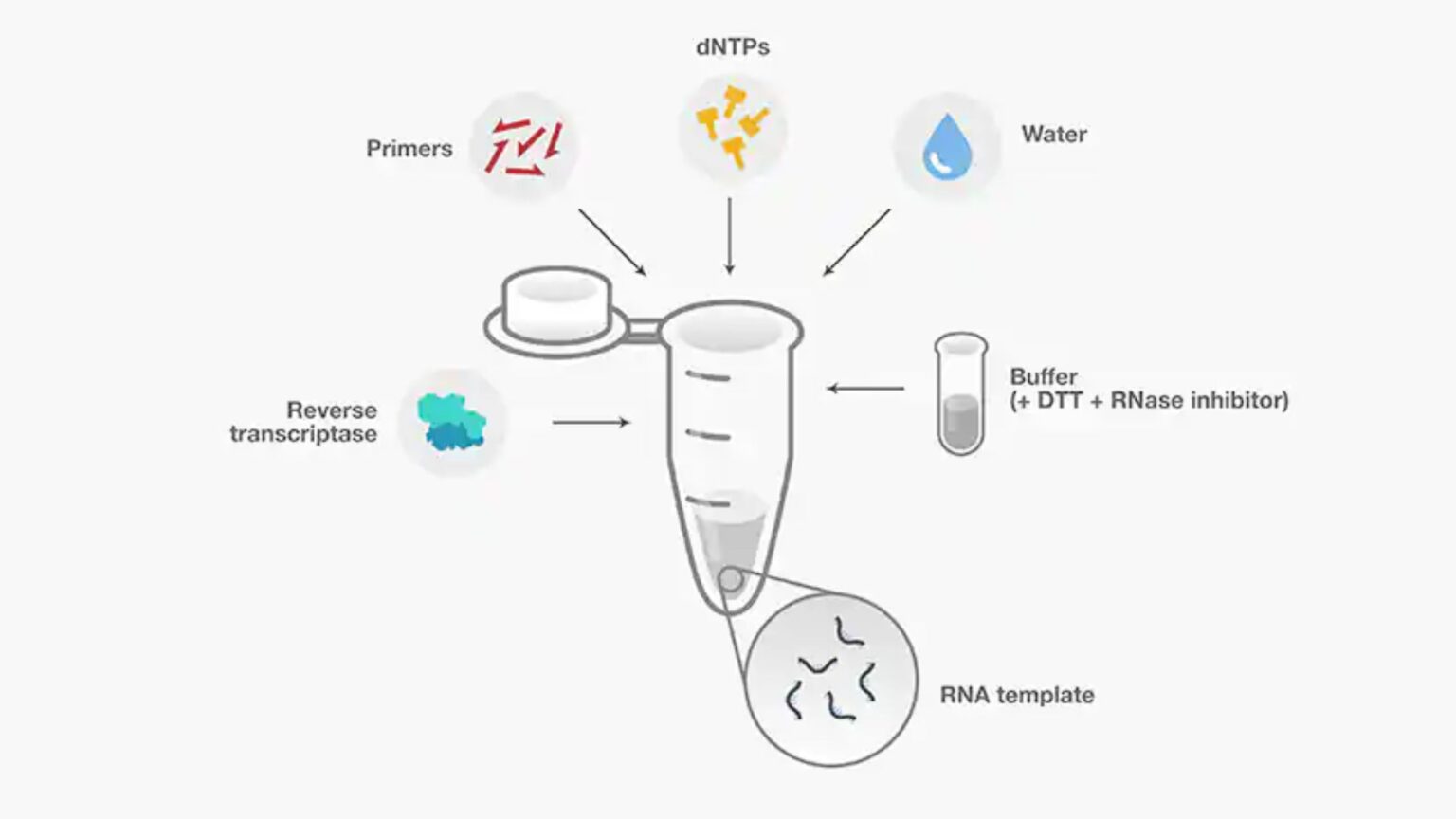 cDNA Synthesis - Principle, Protocol - Biology Notes Online