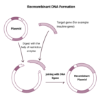Gene Cloning - Steps, Definition, Applications - Biology Notes Online