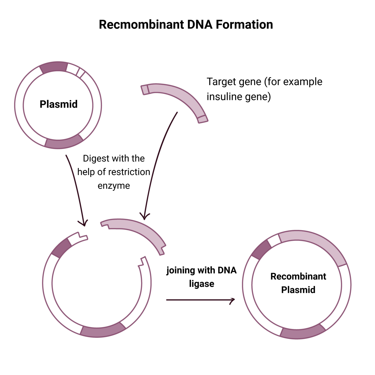 Gene Cloning - Steps, Definition, Applications - Biology Notes Online