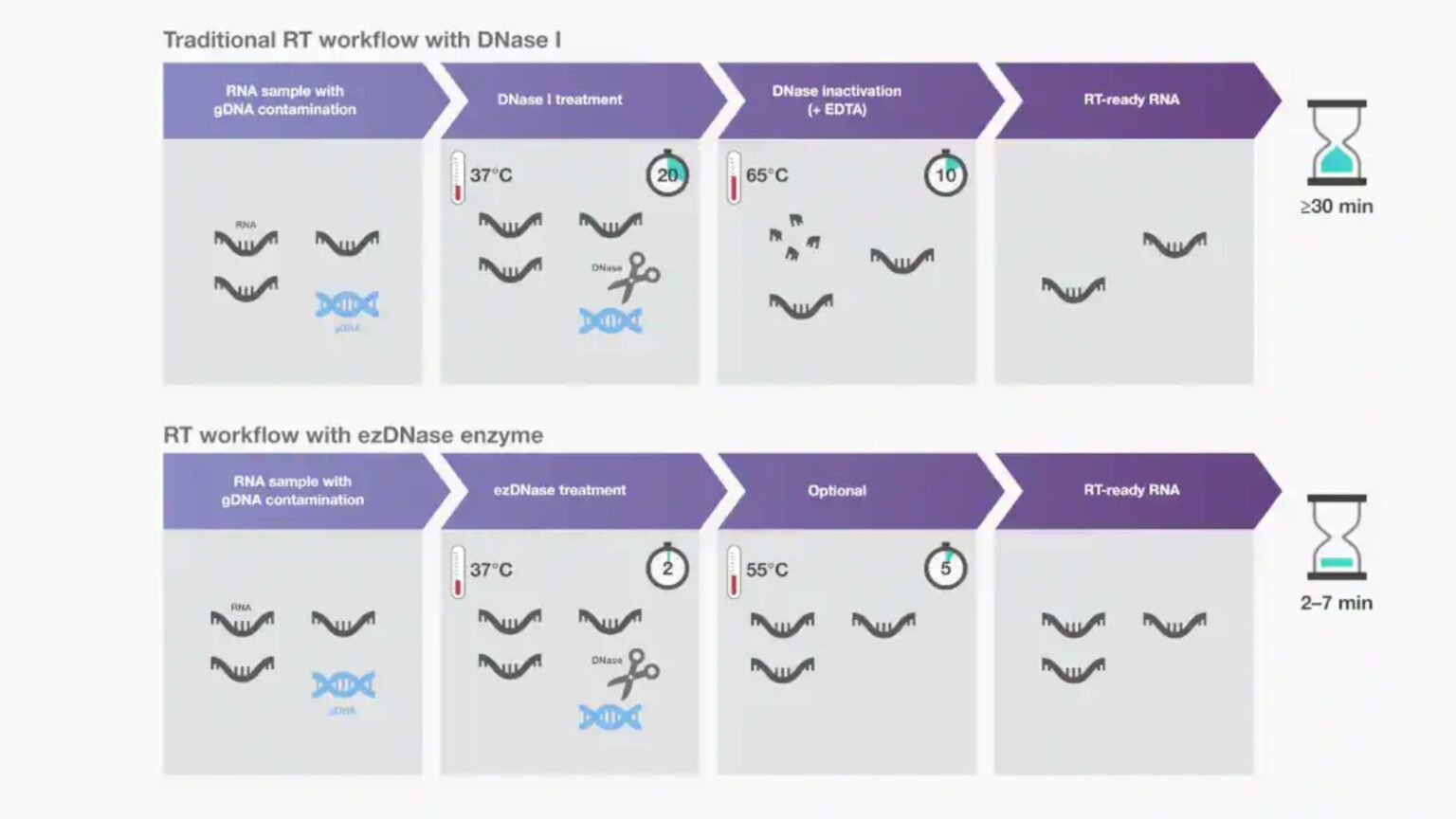 cDNA Synthesis - Principle, Protocol - Biology Notes Online
