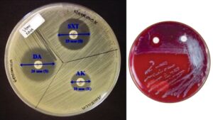Molisch’s Test Objective, Principle, Procedure, Result - Biology Notes ...