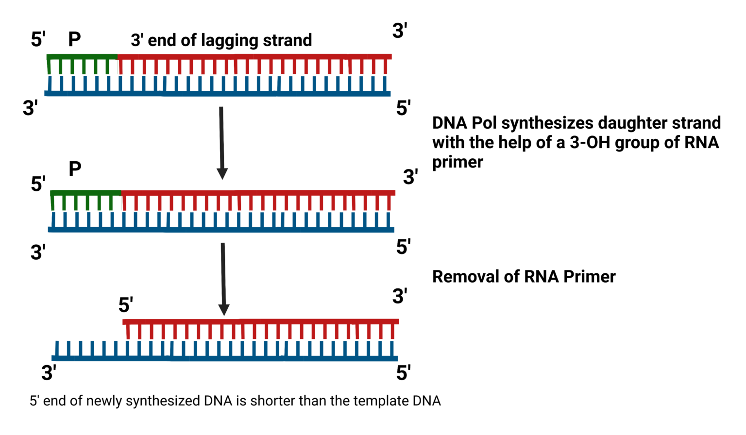 Eukaryotic DNA Replication - Definition, Steps, Singnification ... Eukaryotic DNA Replication - Definition, Steps, Singnification ...