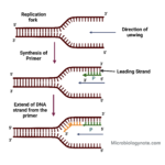 Eukaryotic DNA Replication - Definition, Steps, Singnification ...