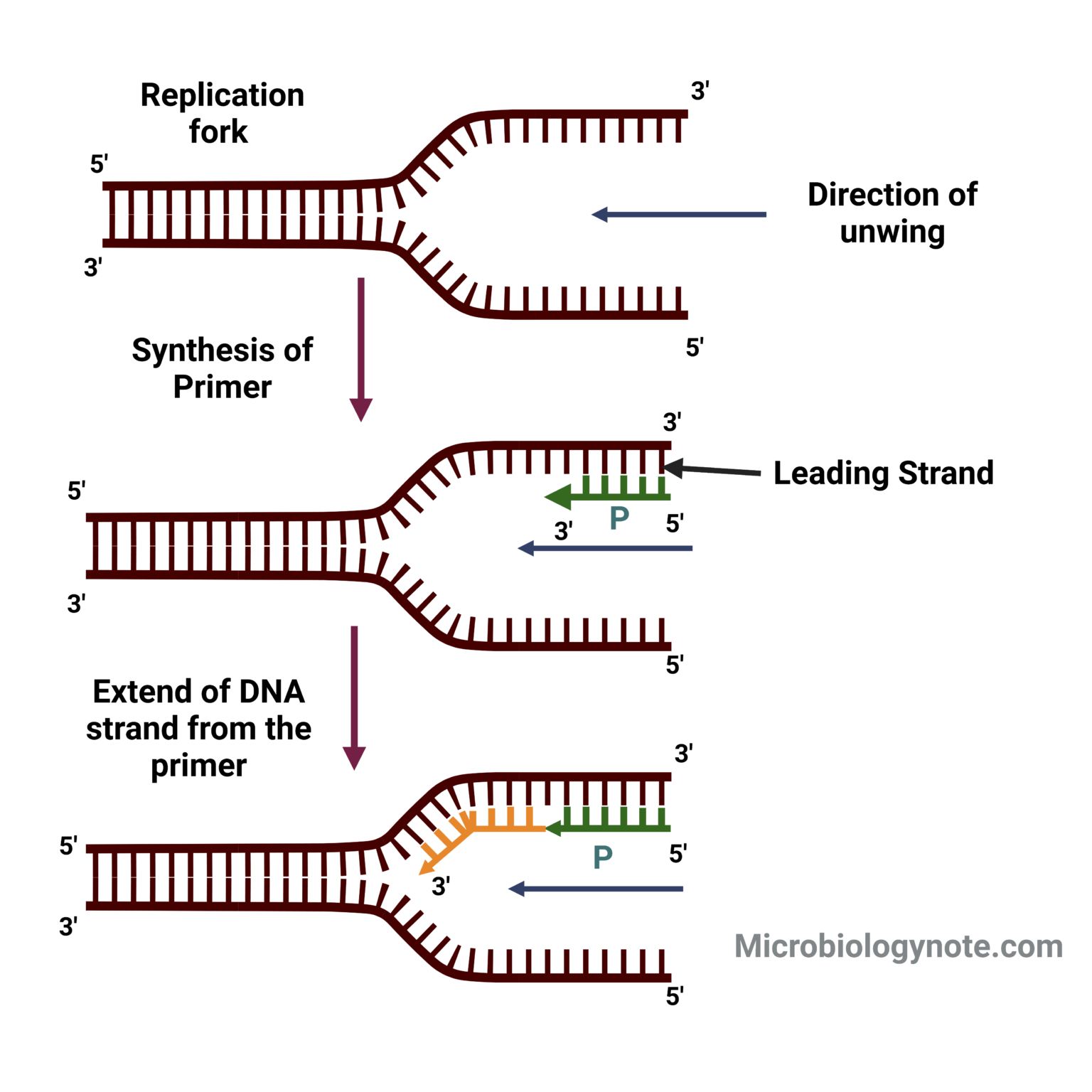 Eukaryotic DNA Replication - Definition, Steps, Singnification ...