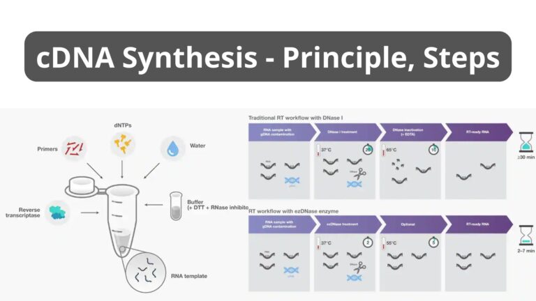 Nucleotide Biosynthesis Pathways - Salvage pathway and De novo ...