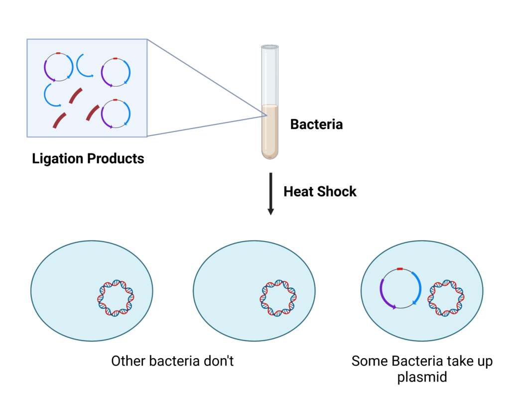Gene Cloning - Steps, Definition, Applications - Biology Notes Online