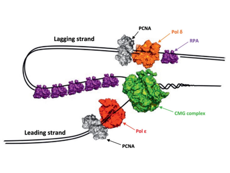 Eukaryotic DNA Replication - Definition, Steps, Singnification ...