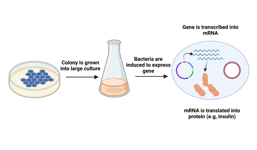 Gene Cloning - Steps, Definition, Applications - Biology Notes Online
