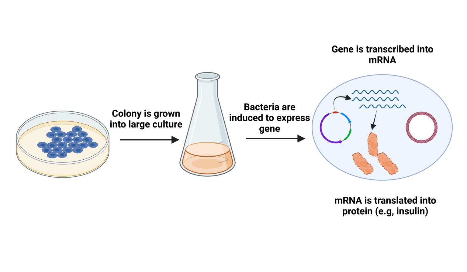 Gene Cloning - Steps, Definition, Applications - Biology Notes Online