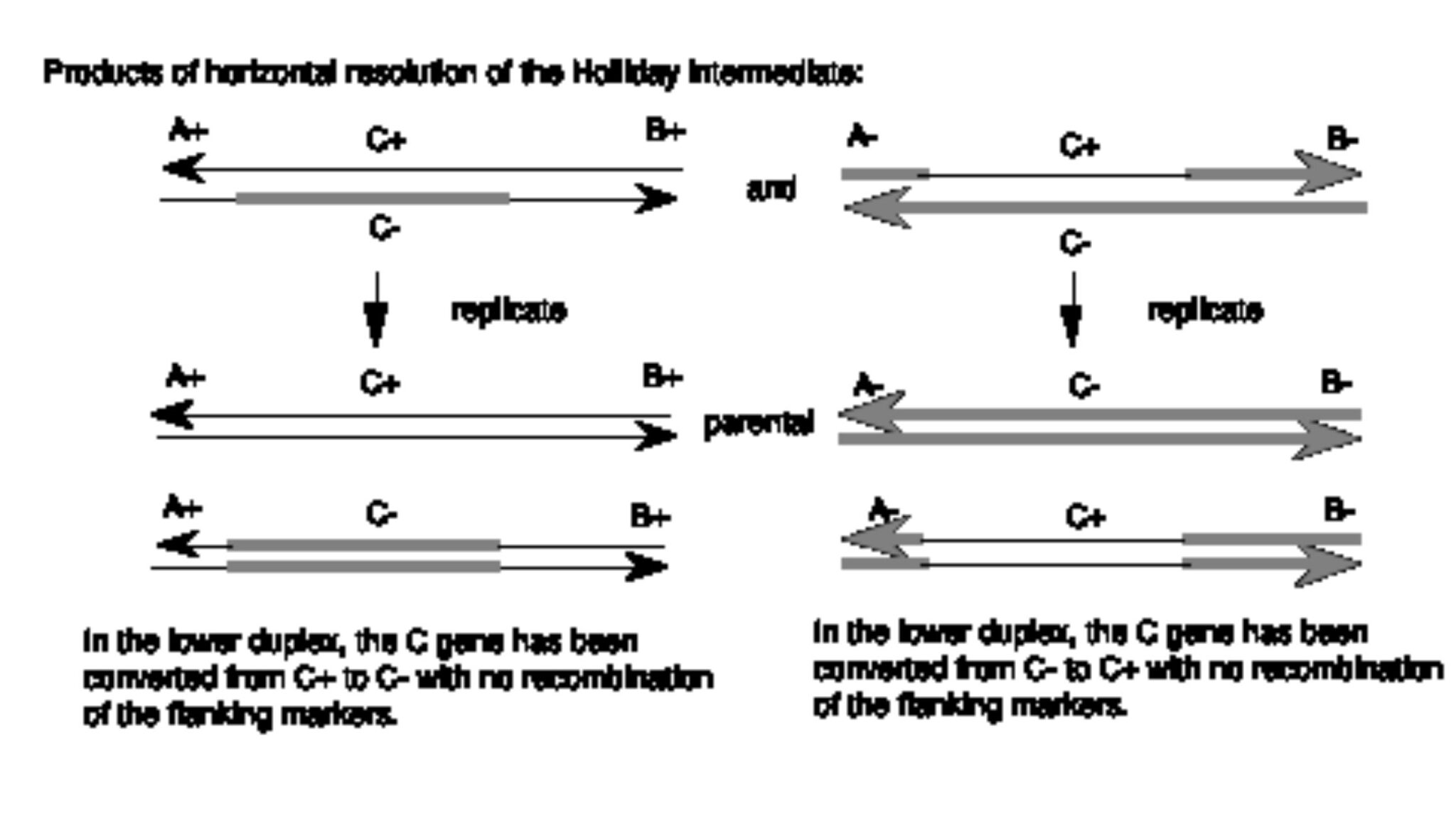 DNA Recombination - Definition, Mechanisms, Types - Biology Notes Online