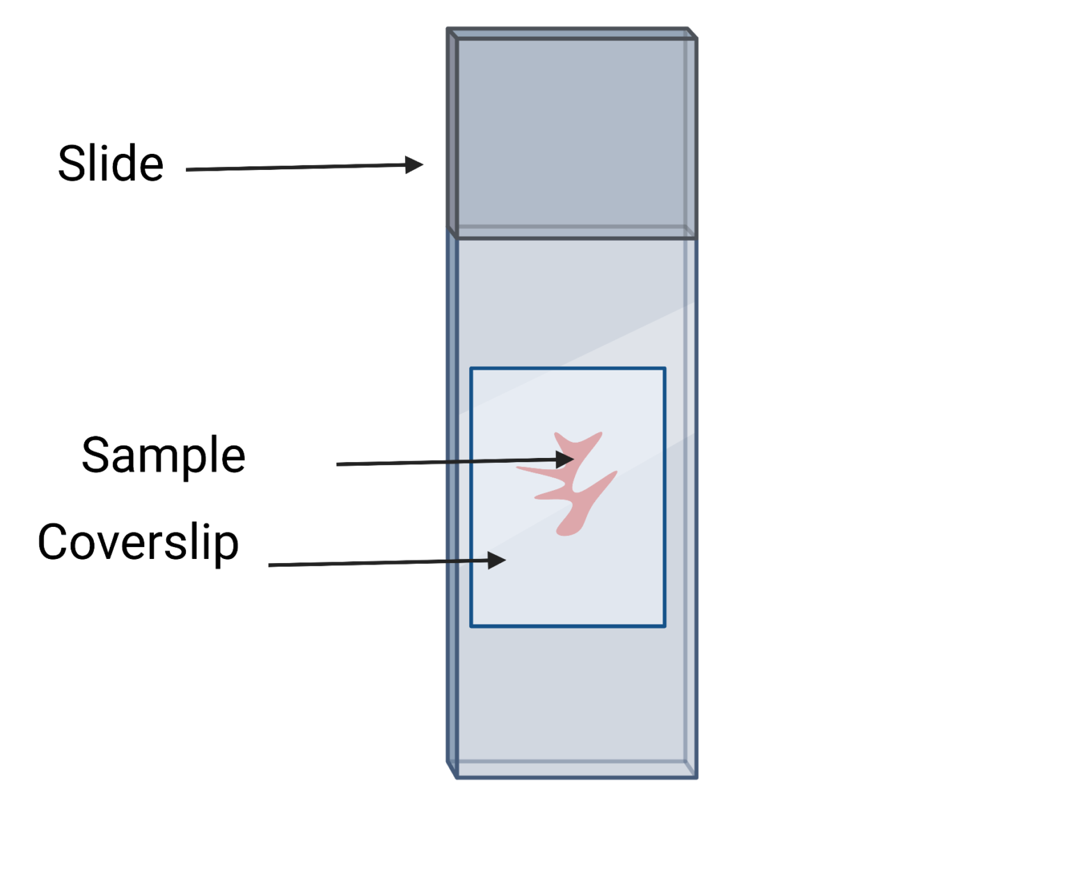 How To Use A Microscope Properly - Biology Notes Online
