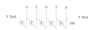 Nucleotides and Nucleosides - Definition, Structure, Function, Types ...
