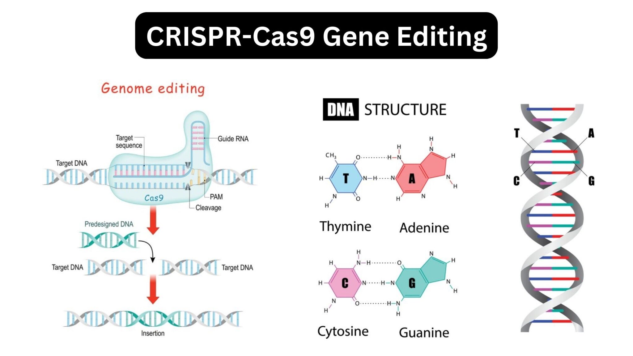 Post-transcriptional Modification - Definition, Types, Process ...