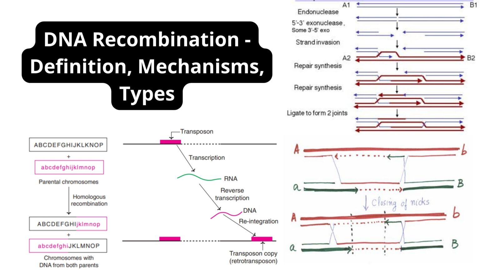 siRNA (Small Interfering RNA) - Structure, Mechanism, Functions ...