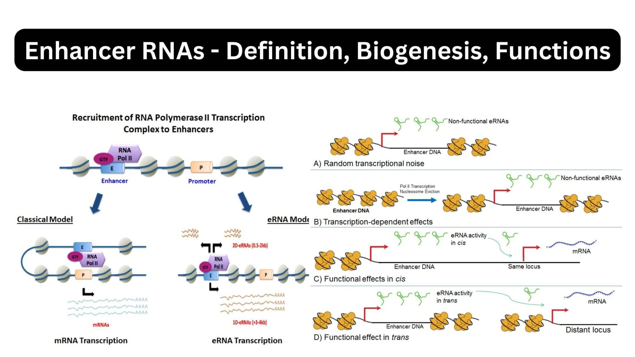 Gene Interaction - Definition, Types, Examples, Importance - Biology ...