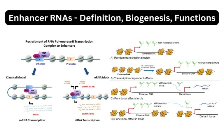 Somatic Mutation - Definition, Causes, Mechanism, Examples - Biology ...