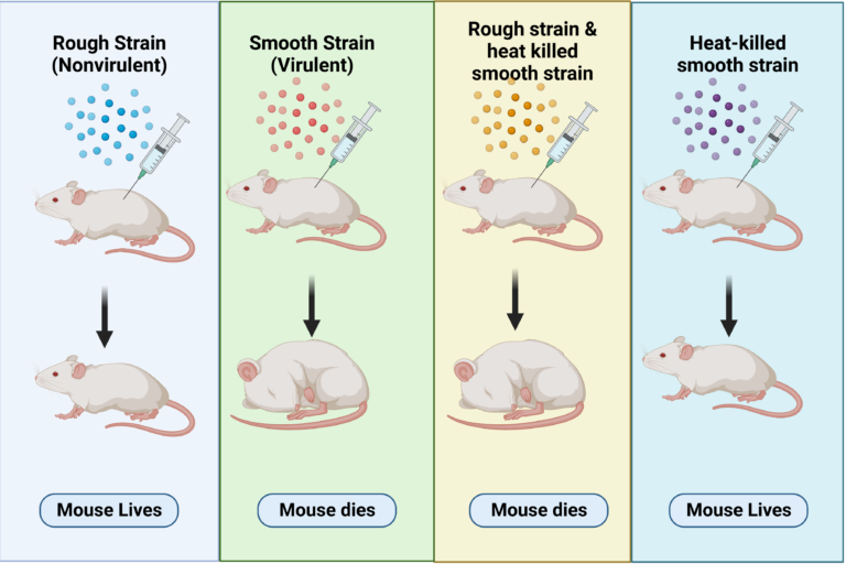 Experiments on DNA - Watson and Crick, Griffith, Chargaff, Hershey and ...