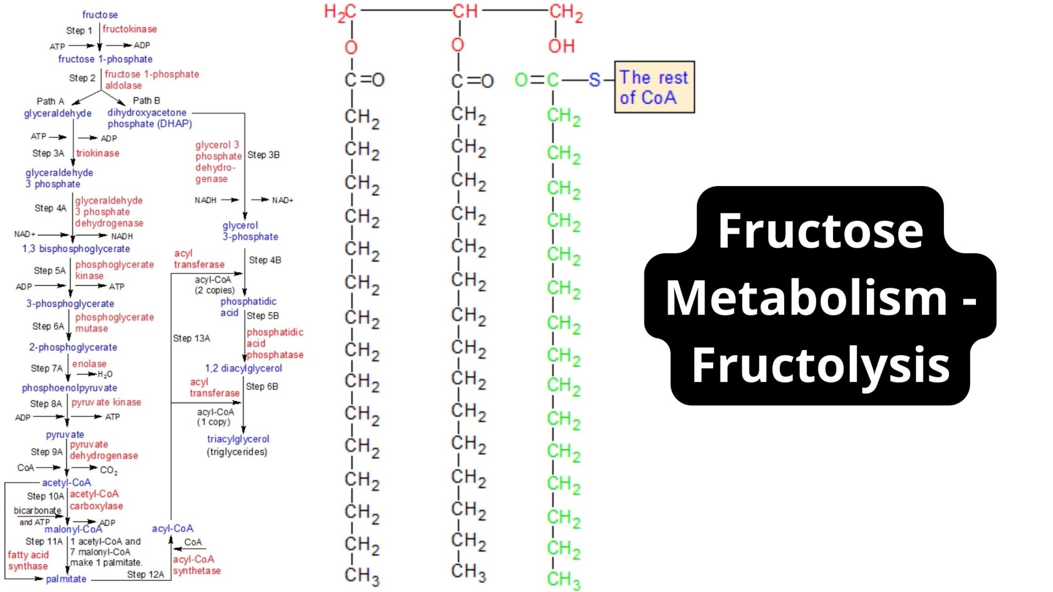 Molisch’s Test Objective, Principle, Procedure, Result - Biology Notes ...