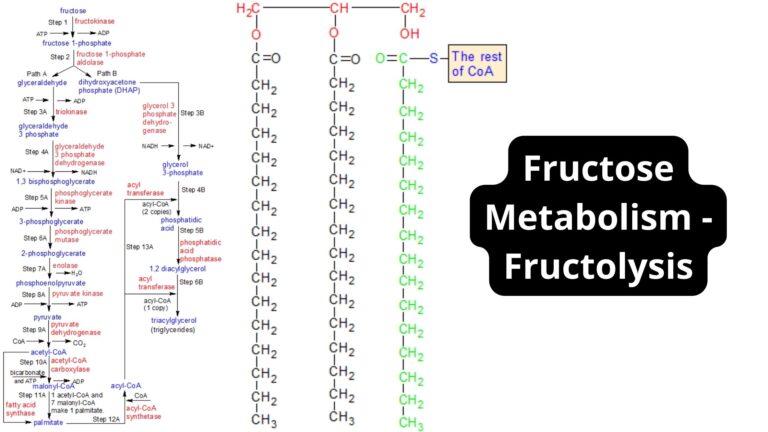 4-Methylumbelliferyl-β-D-Glucuronide (MUG) Test Principle, Procedure ...