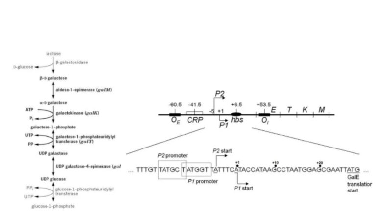 Somatic Mutation - Definition, Causes, Mechanism, Examples - Biology ...