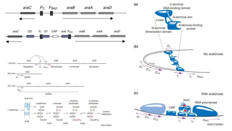 Silent Mutation - Definition, Causes, Mechanism, Examples, Applications ...