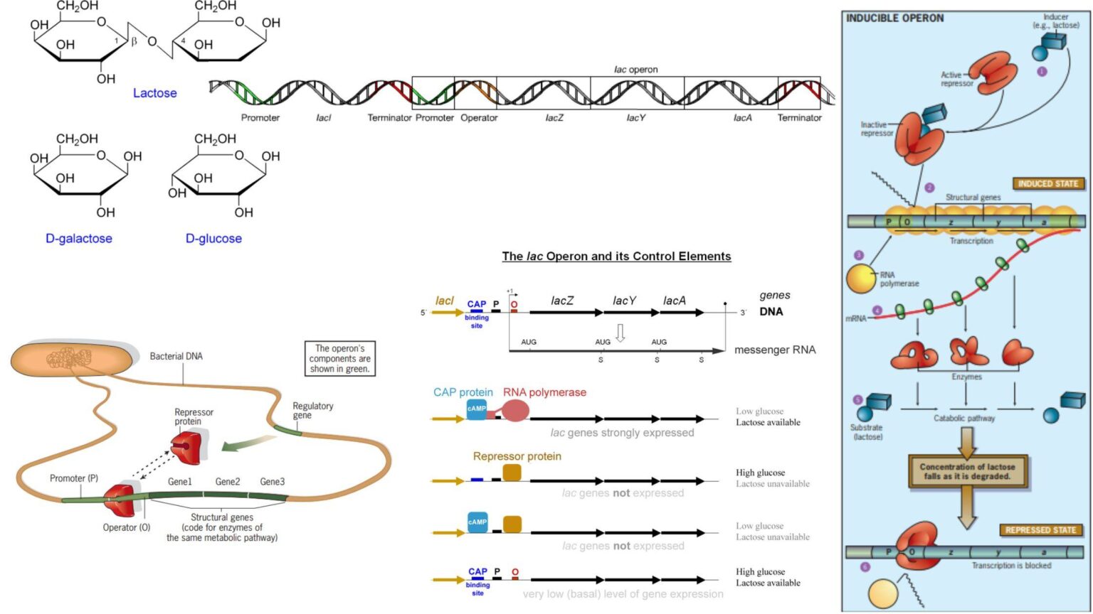 Mendel’s Laws of Inheritance - Mendelian Inheritance - Biology Notes Online
