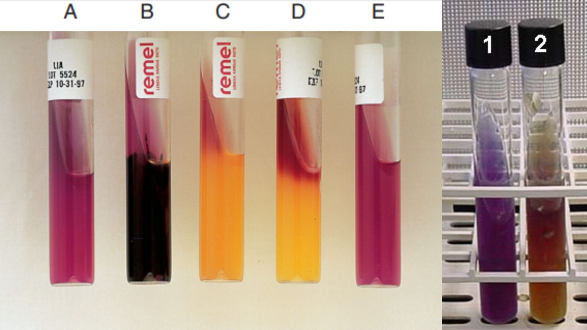 Stokes Disc Diffusion Method - Principle, Procedure, Result. - Biology ...