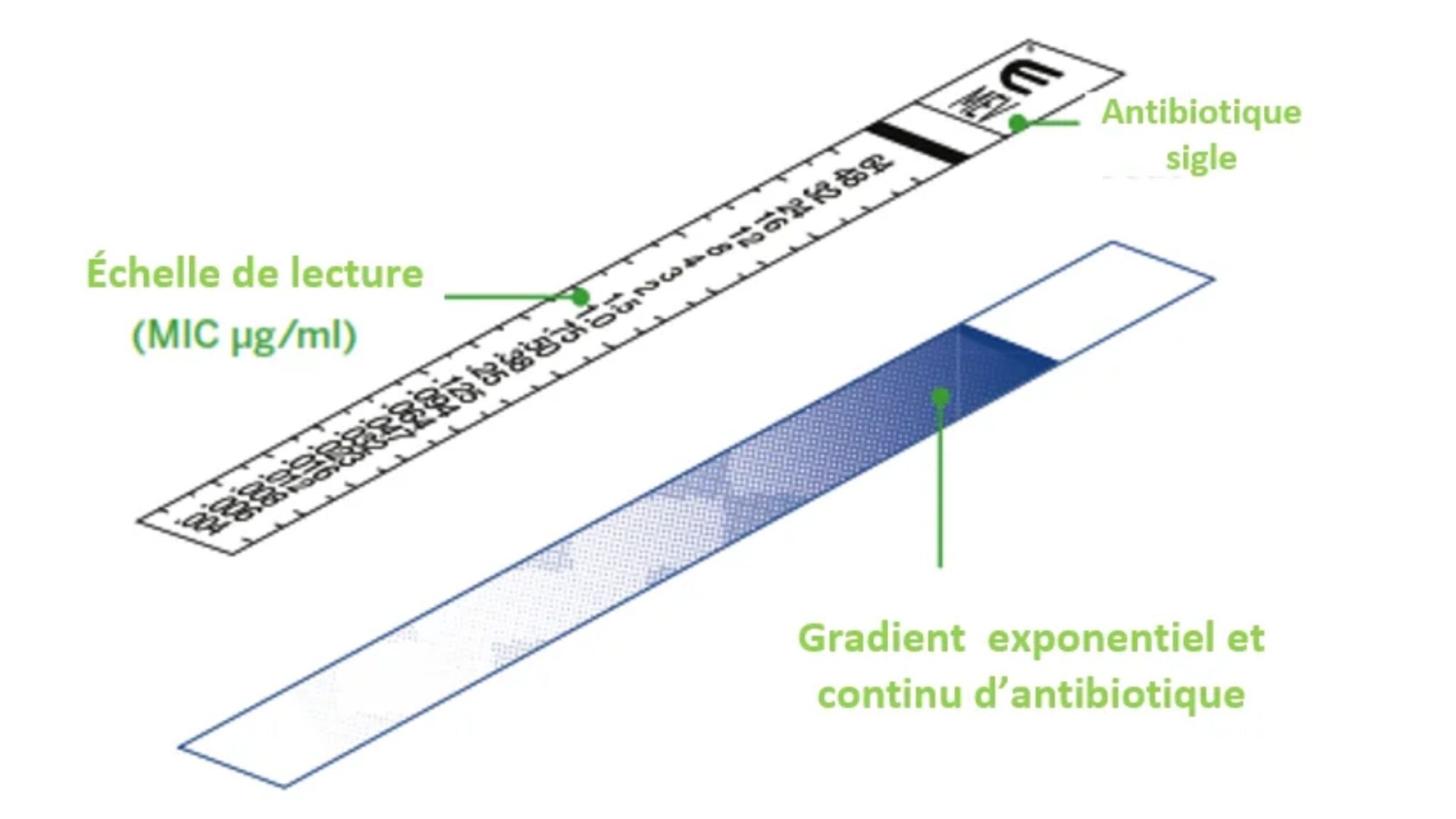 MIC Test Strip - Quantitative assay for determining the Minimum ...