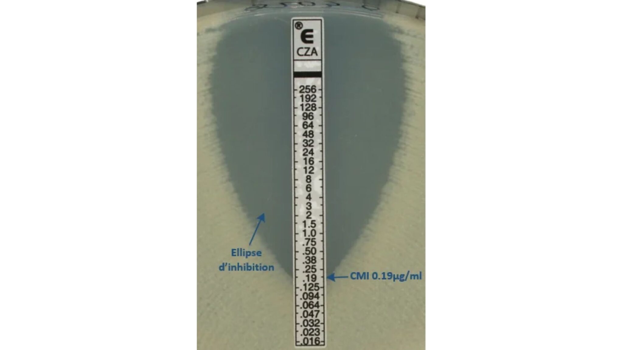 MIC Test Strip - Quantitative assay for determining the Minimum ...