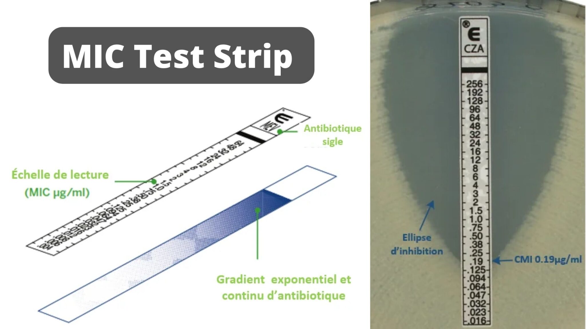 Stokes Disc Diffusion Method - Principle, Procedure, Result. - Biology ...
