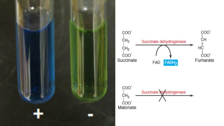 Oxidase Test - Definition, Principle, Procedure, Result, Application ...