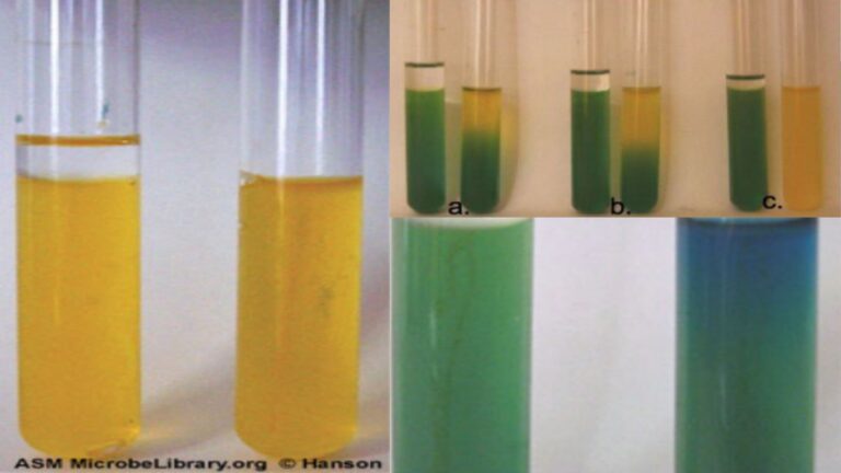 Biuret Test For Protein Principle, Procedure, Result, Application ...