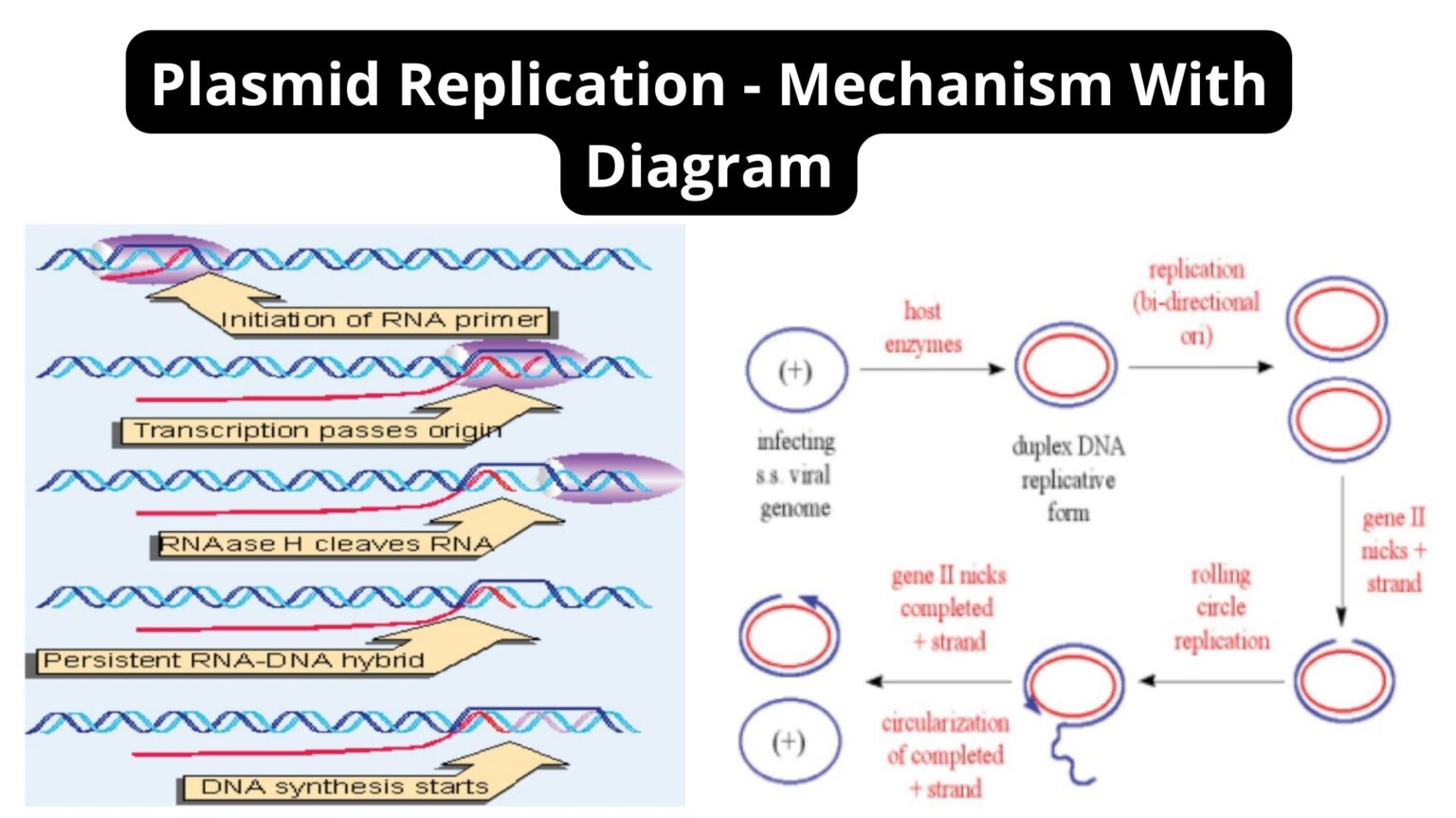 Mendel’s Laws of Inheritance - Mendelian Inheritance - Biology Notes Online