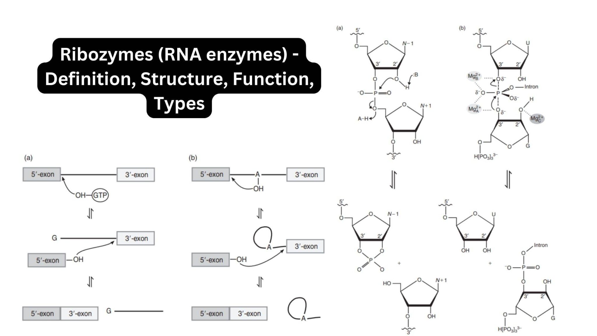 RNA - Definition, Structure, Types, Application - Biology Notes Online RNA - Definition, Structure, Types, Application - Biology Notes Online