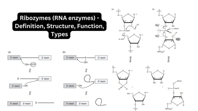 Lethal Allele - Definition, Types, Causes, Examples - Biology Notes Online