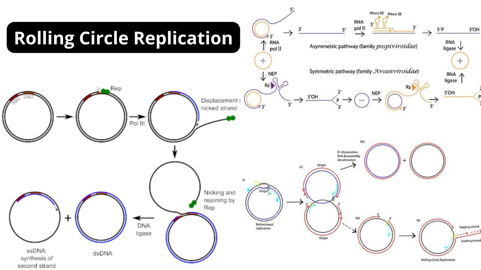 What is DNA Replication? - Steps, Enzymes, Mechanism, Applications ...