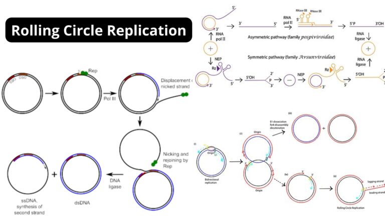 Eukaryotic DNA Replication - Definition, Steps, Singnification ...