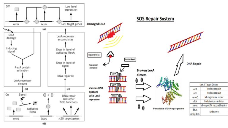 TaqMan Probe - Definition, Principle, Applications - Biology Notes Online