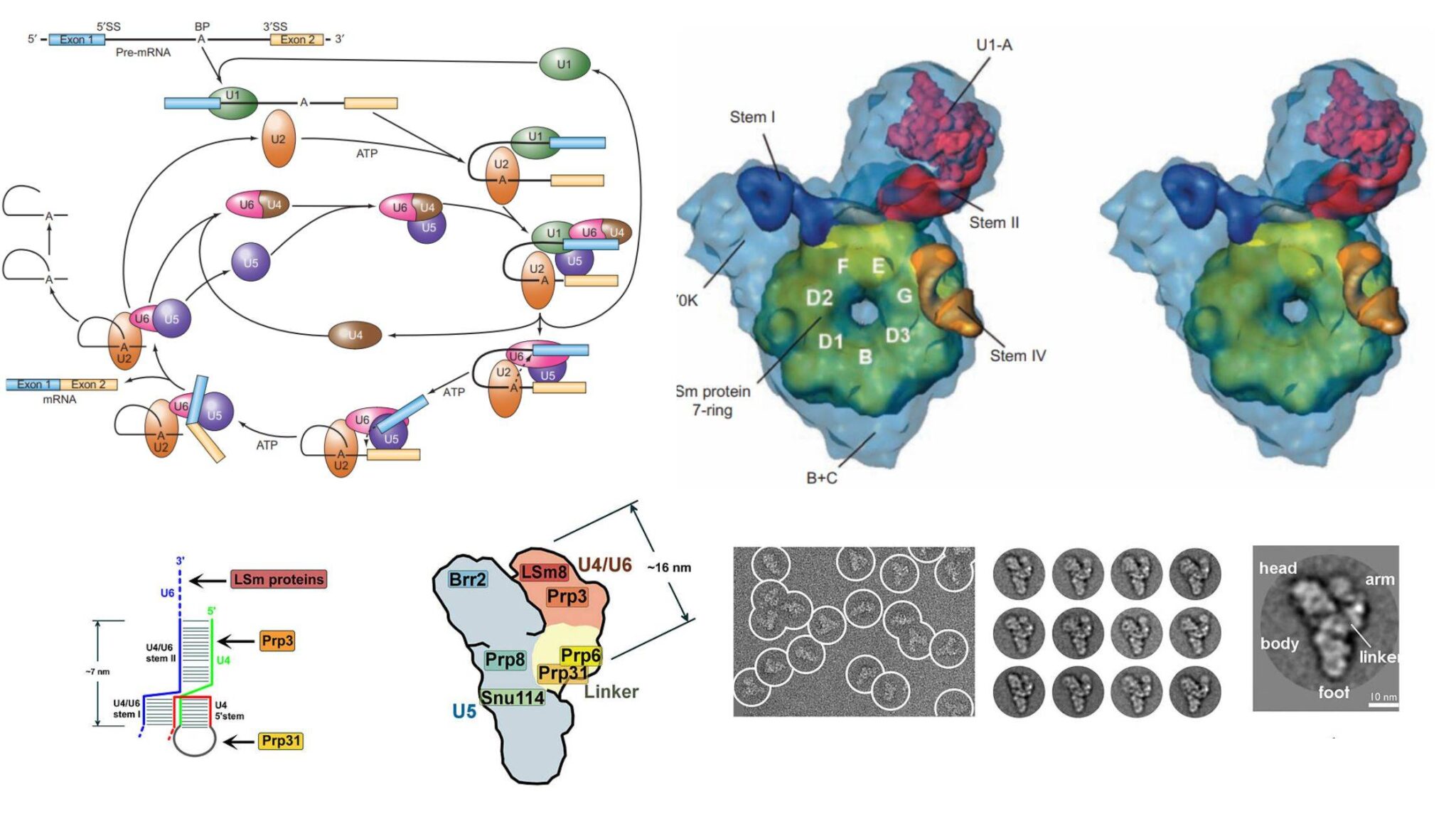 Intron - Definition, Structure, Functions - Biology Notes Online