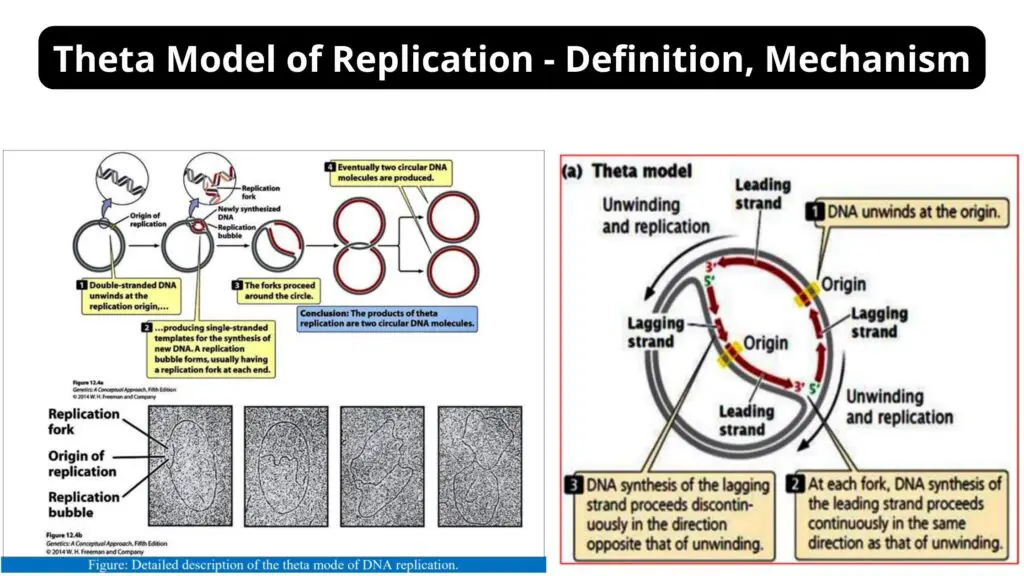 Theta Model of Replication - Steps, Applications, Examples - Biology ... Theta Model of Replication - Steps, Applications, Examples - Biology ...