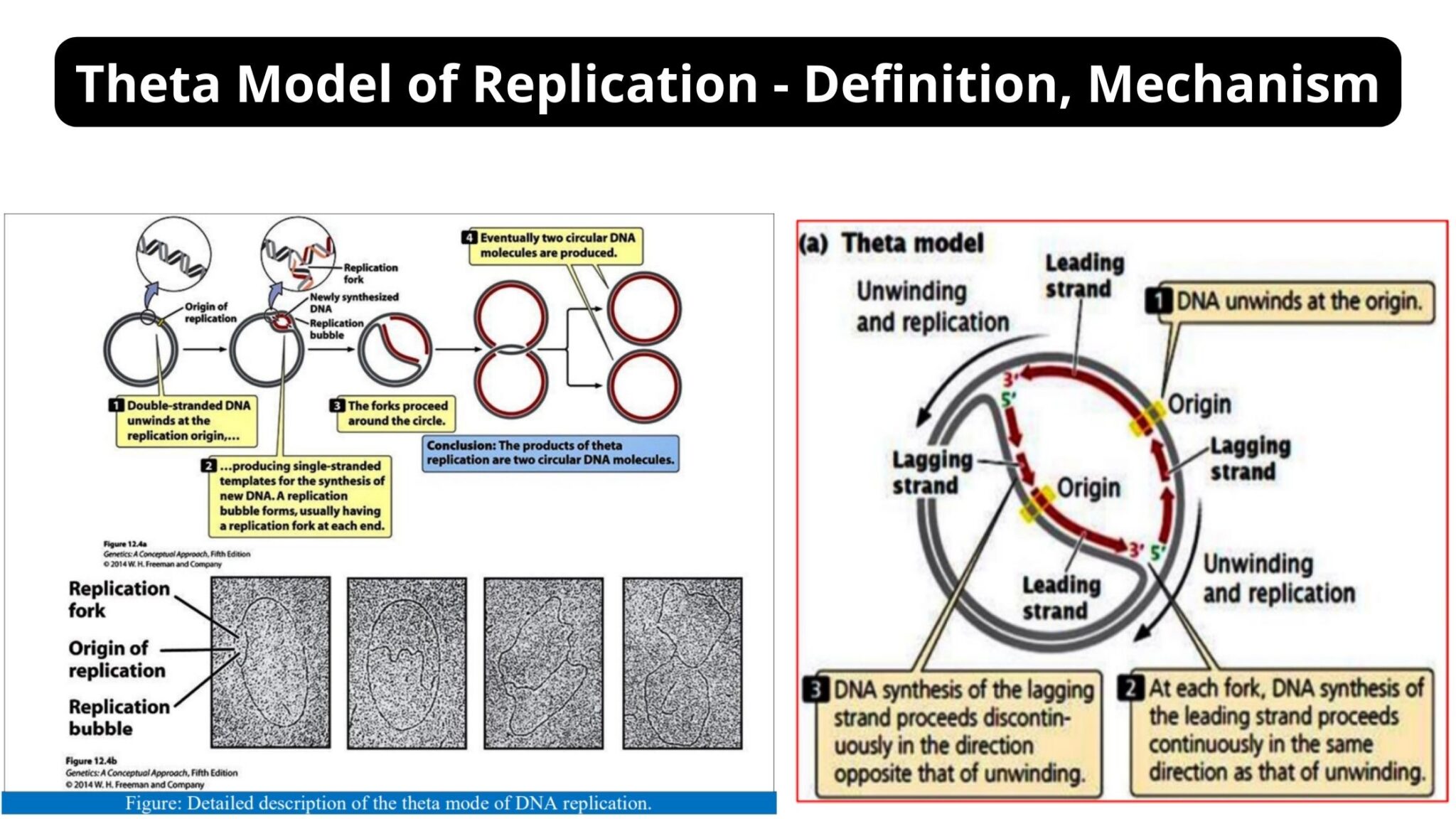 What is DNA Replication? - Steps, Enzymes, Mechanism, Applications ...
