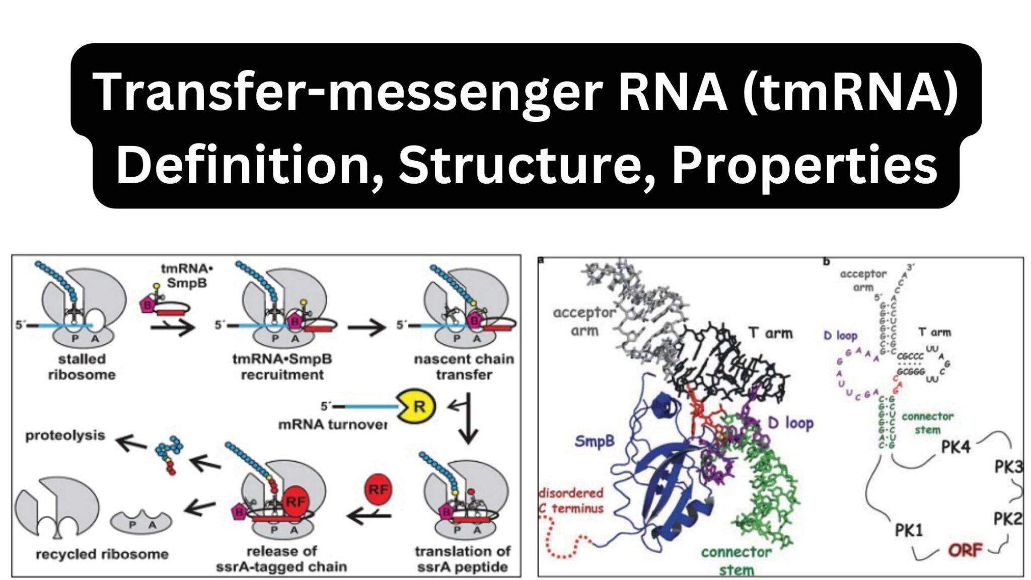 Operon - Structure, Definition, Types, Functions - Biology Notes Online