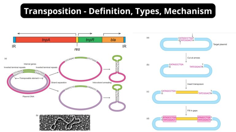 Mitochondrial DNA (mtDNA) - Structure, Replication Mechanism, Factors ...