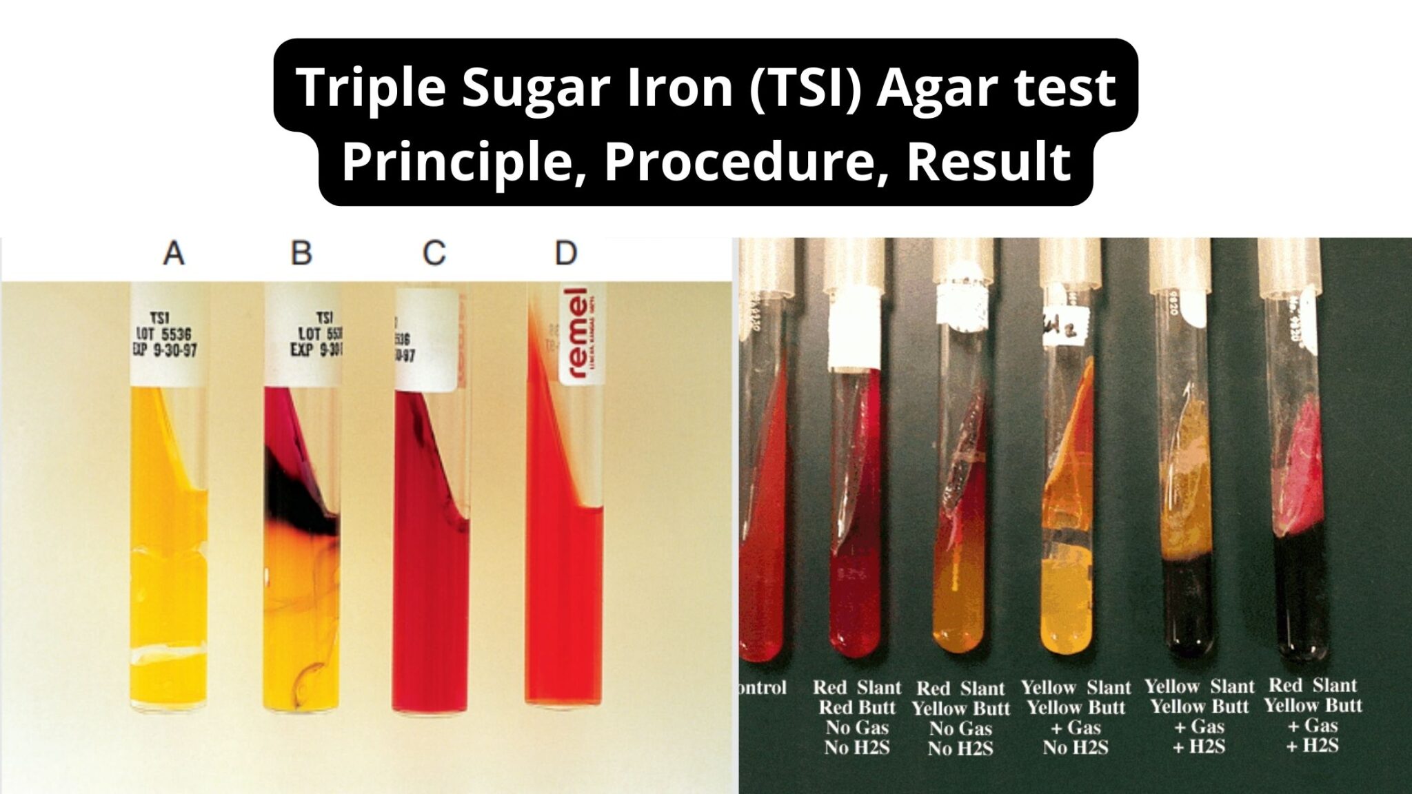 Methyl Red (MR) Test - Principle, Procedure, Results, Uses - Biology ...